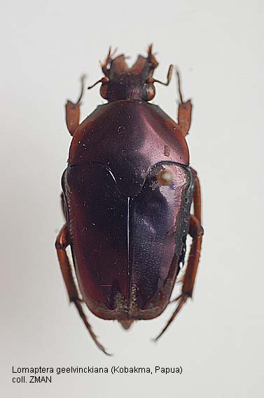 Papua Insects Foundation (Coleoptera/Scarabaeidae)
